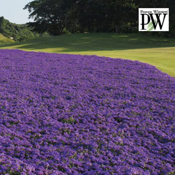 PW 花が大きく生育旺盛・病気に強い！草花の苗/バーベナ：スーパーべナブルー3号ポット 12株セットスーパーベナは花房が大きく、色鮮やかで雨や病気に強いバーベナ。これまで品種改良に利用されてこなかった耐病性のあるバーベナの原種を利用して新た...