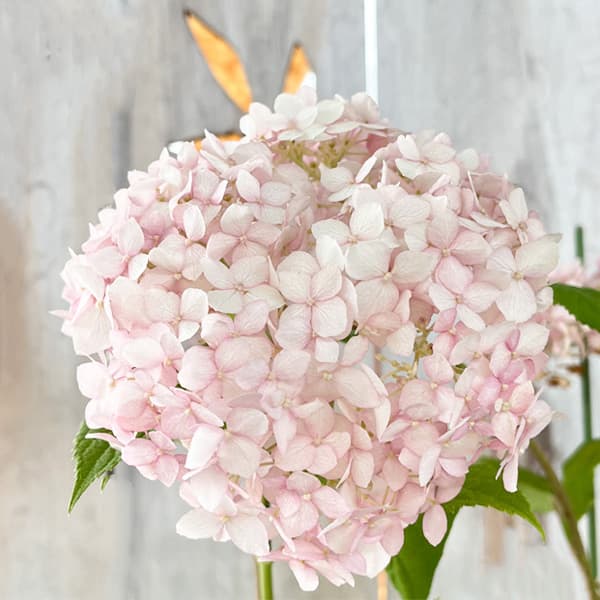 ハイドランジア アナベル系の新品種・淡いピンクの花 紫陽花 苗花木 庭木の苗/アジサイ（アメリカ）：ル・パルフェ3-3.5号ポットル・パルフェは高尾光一氏によって作出されたアナベル系のアジサイです。とても柔らかな色調でオレンジがかった淡いピ...