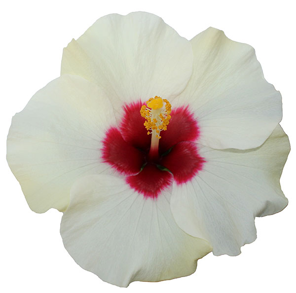 開花時間が長いグラフハイビスカス・ニューロングライフ草花の苗/ハイビスカス（ニューロングライフ）：アドニスホワイト 3.5号ポットロングライフはとても花持ちが良く多花性のコンパクトタイプのハイビスカスです。まとまりのよい株姿で、花芽が一度に...