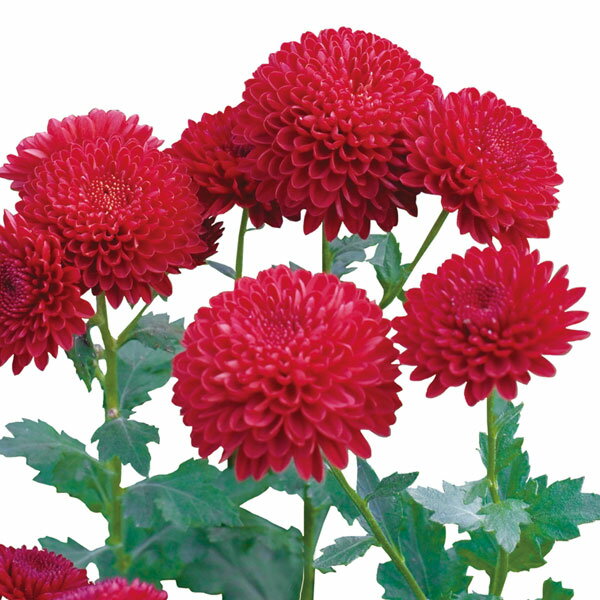 10〜11月咲き草花の苗/ポンポン菊：エルビーノ2.5号ポット 2株セットかわいいポンポン咲きの秋咲菊の苗。丸い花がとてもかわいく人気の品種です花壇や切り花にとても便利です。エルビーノは花径3〜5cmの赤花です。タイプ：キク科の耐寒性多年草...