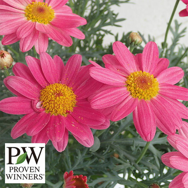 PW かわいさ満点！花色が変化するマーガレット！草花の苗/マーガレット：シンプリーコーラル3号ポット花がたくさん咲き愛らしいPWのマーガレット！多彩な花色と分枝性のよい品種をセレクトしてご紹介します。春の到来を感じさせる花として、花壇や鉢植...