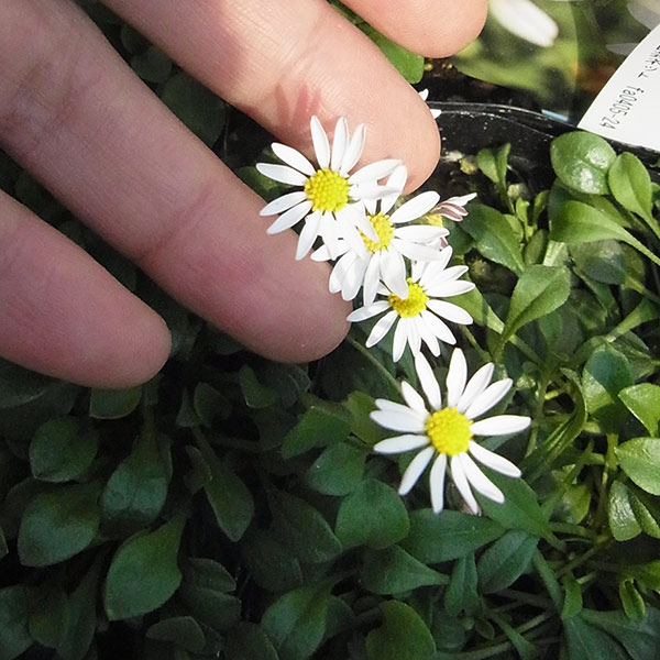 草花の苗/ペビリアンデージー3号ポット 6株セット花の大きさが1cm ぐらいのかわいいデージーです。生育は、ゆっくりで少しづつ大きくなっていく姿を楽しむことができます。花の裏側にもピンクの線が入るので開花前でも楽しめる品種です。花壇の縁取り...
