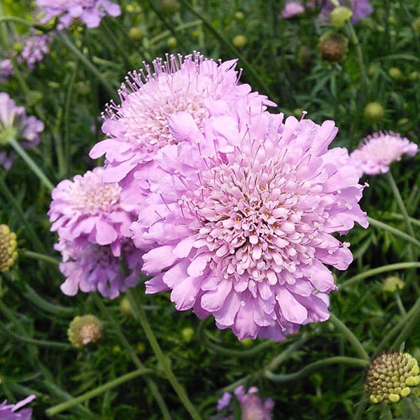 草花の苗/スカビオサ：アメジストピンク3.5号ロングポット 3株セット★入荷から日数が経ったためセール価格となりました。商品の状態は画像と異なる場合があります。★日本生まれの愛らしいスカビオサです。可愛らしいピンクのお花を次から次へと付けて...
