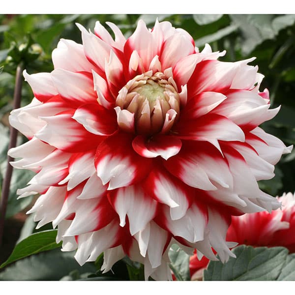 小型 秋田国際ダリア園球根/ダリアの球根：（中輪）金魚花火1球日本最大のダリア園「秋田国際ダリア園」から出荷された良質の球根です。いずれの球根も秋田国際ダリア園の代表であり著名な育種家でもある鷲澤氏のおすすめ品種です。花型インフォーマルデコ...