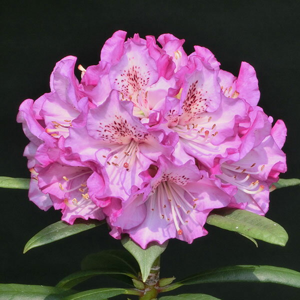 スーパーローディ　花付が良い鉢植え向き品種花木 庭木の苗/西洋シャクナゲ：パープルジュエル3.5号ポット★入荷から日数が経ったためセール価格となりました。商品の状態は画像と異なる場合があります。★日本の気候に適した新しい西洋シャクナゲ、スー...