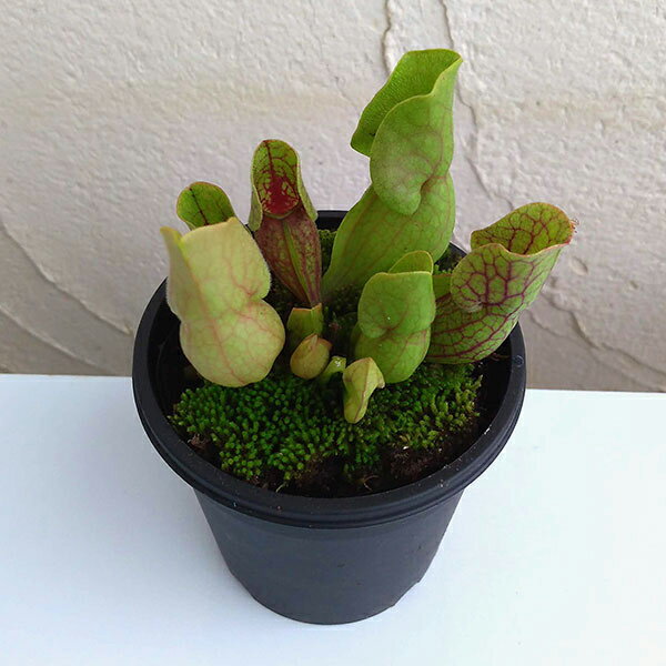 食虫植物観葉植物/サラセニア：プルプレア SSP. ベノーサ3号サラセニアは丈夫な食虫植物で、ユニークな外見が特徴です。茎が短いので、筒状に長く立ち上がったように伸びる葉はまるで地生しているかのように見えます。この葉の内部に蜜があり、これに...