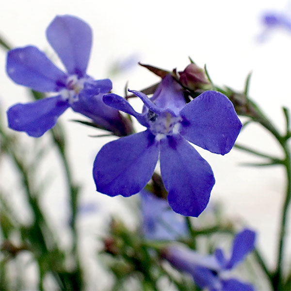 夏に銅葉、花色とのコントラストがきれい草花の苗/ロベリア：エンジェル ダークブルー3号ポット花付きがよく密に咲くロベリア。ダークブルーエンジェルは濃紫青色の印象的な花です。強い日差しを受けて銅葉になる品種です。非常に暑さに強く、夏におすすめ...