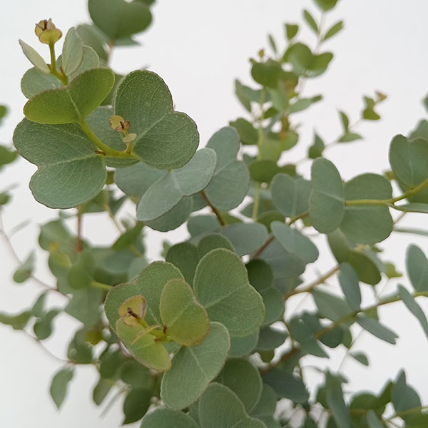 丸型やハートの形の葉が人気！花木 庭木の苗/ユーカリ：デシピエンス3-3.5号ポットオーストラリア原産の常緑小高木。葉柄の間隔が短く、幼木のうちは丸い葉になることがありますが、少し大きくなるとハート型の葉となるとてもかわいい品種です。新芽は...