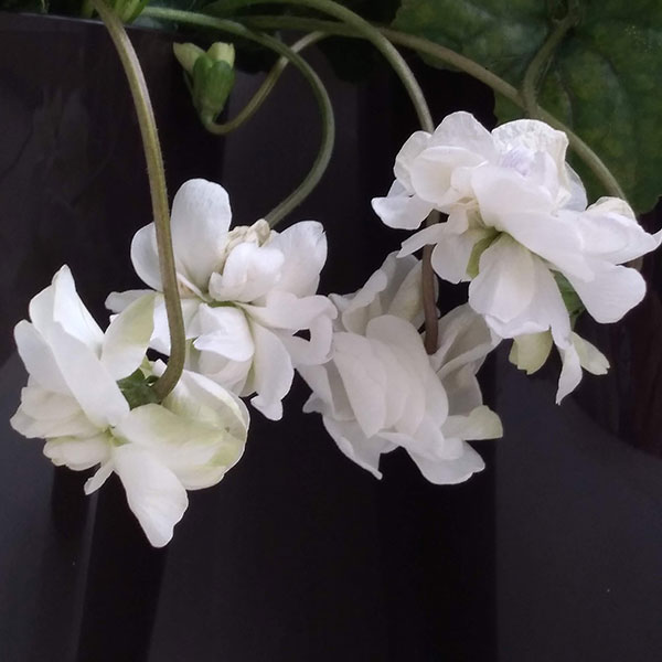 山野草の苗/パルマスミレ：ハイブリッド・ホワイト3-3.5号ポットパルマスミレはニオイスミレに似ていますが、一般的なニオイスミレ（Viola odorata）とは別の品種で、ビオラ・スアビス（Viola　suavis）の八重咲き園芸品種です...