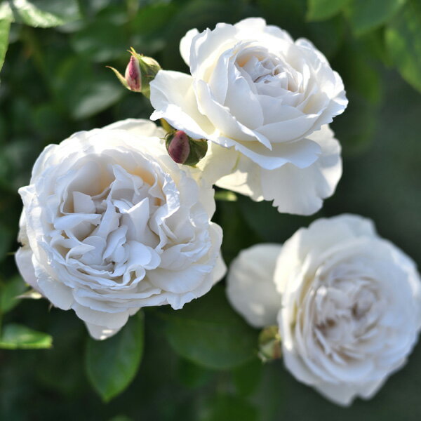 絹のような質感の白花の四季咲きつるバラ・ショートクライマーバラの苗/デルバールローズ：パブロワ大苗6号角鉢植えややグレーがかったシルクの様な質感の白色で大輪ロゼット咲き、そして強香。艶のある濃いグリーンの葉と花色のコントラストが美しいバラで...