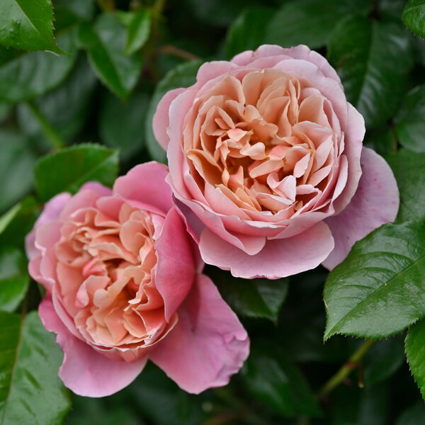 華やかなグラデーションの四季咲き中大輪バラ フロリバンダバラの苗/（開花予定株）ドリュ：ピンク・ビンテージ6号角鉢植え*明るいブラウンからピンク色のグラデーションで、花弁数は多くはないが独特の華やかさを持つ中大輪バラ。香りは爽やかなスパイス...