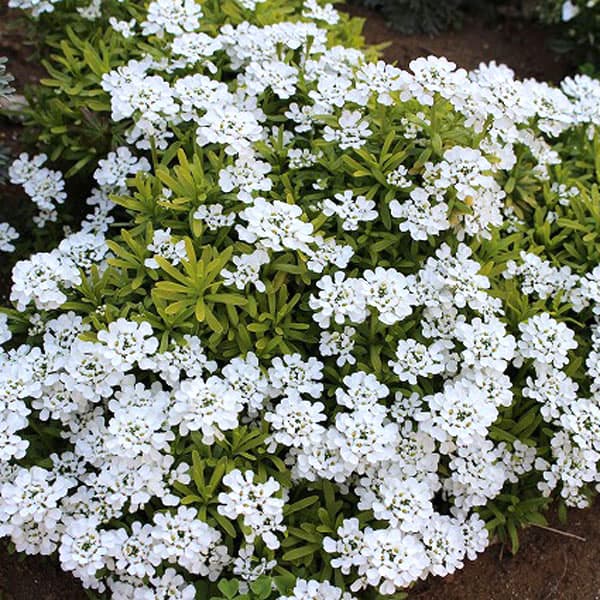 ライムイエローの葉が綺麗 fセレクト低草花の苗/イベリス：キャンディライム3〜3.5号ポット 6株セットイベリスは砂糖菓子のようなかわいい花が株を覆うように長期間咲き、春の花壇に欠かせない花です。ブッシュ状に広がる株に、ぎっしりと咲くホワイ...