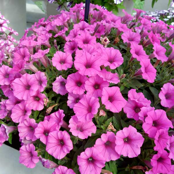 栄養系 PW草花の苗/ペチュニア：スーパーチュニア　ビスタミニ　ドリーム3号ポット 2株セット★入荷から日数が経ったためセール価格となりました。商品の状態は画像と異なる場合があります。★スーパーチュニア・ビスタミニは、PWの強健なペチュニア...