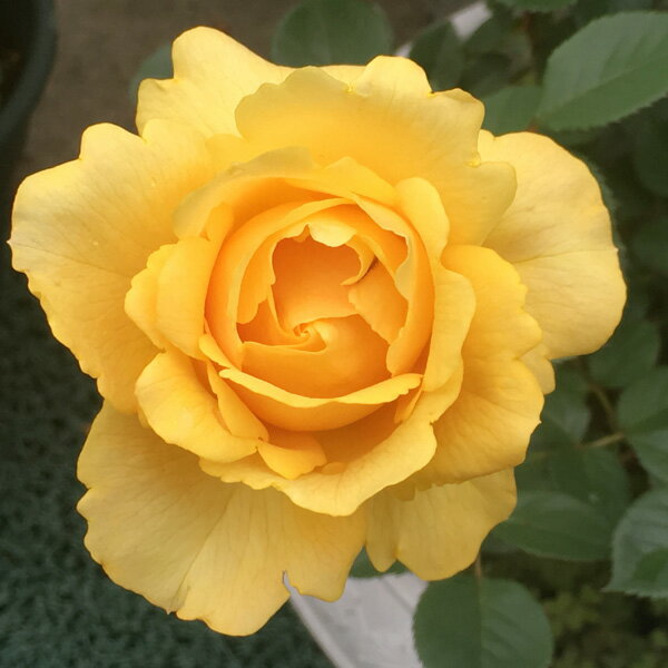 花付き良く病気に強い黄色の四季咲中輪バラの苗/ハークネスローズ：縁（ゆかり）大苗3.5号ロングポットハークネスローズ社はガーデンローズ、特にフロリバンダの育種では国際的に評価の高い英国の伝統ある育種会社です。縁（ゆかり）はオレンジイエローか...