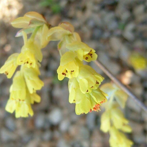 苗花木 庭木の苗/トサミズキ（土佐みずき）3.5号ポット土佐ミズキは早春に明るい黄色の花をたくさん吊り下げる花木。江戸時代から、庭木や盆栽、茶花として親しまれる落葉低木です。地際から太い枝をたくさん出して株立ち状の樹形となります。近種の日向...
