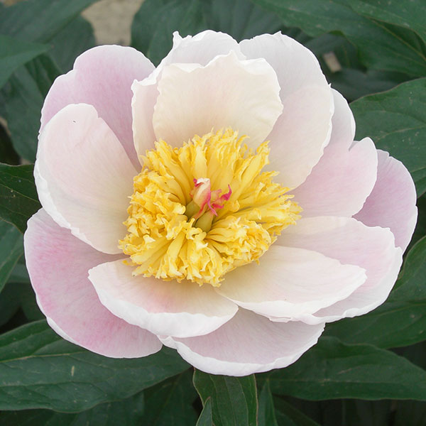 淡く優し気な花色の芍薬草花の苗/シャクヤク（芍薬）：雪の雫（ゆきのしずく）4号ポット雪の雫は淡いピンクの濃淡のある丸い花弁が特徴の半八重咲品種。優し気で印象的な花です。芍薬の栽培は庭植えが最適で、毎年株が大きくなって花数が増えていきます。鉢...