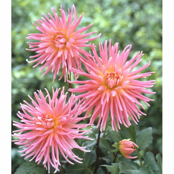 小型 筒状花弁が個性的 ダリアの球根球根/ダリア カクタス咲き：桃2球セット草丈が高く長期間にわたってたくさん花を咲かせるダリアは、多彩な花色とかたちがあり、カクタス咲きは花弁が完全な八重咲きで、弁縁が外曲して筒状になる咲き方をする品種とな...