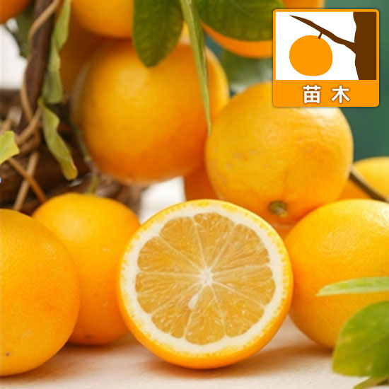 手で皮をむいて食べられる甘いレモン！柑橘・かんきつ類苗木果樹の苗/レモン：スイートレモネード4〜5号ポット手で皮がむけそのまま食べることができる甘いレモン。最高糖度は10度と従来品種より甘く最大果重は約120g。レモンの風味を残しながら適度...