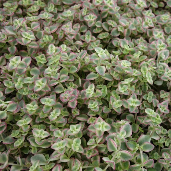 クラッスラ・多肉植物の仲間観葉植物/セダム：リトルミッシー3号ポット 6株セット乾燥に非常に強いため、ロックガーデンやビルの屋上緑化にもつかわれるセダム類。日本では多肉植物として扱われますが、ヨーロッパでは庭園での利用が盛んで、セダムだけで...