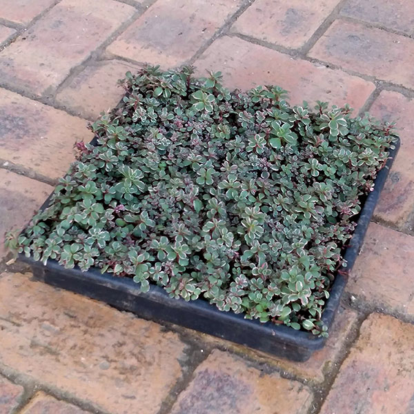 暑さや寒さに強いセダム・紅葉美も見られる人気種観葉植物/マット植物：セダム・トリカラーのマット25cm×25cm 1枚マット植物とは、深さ数cmの薄層基盤で成育させたグランドカバー用植物です。植物の根が互いにからみあい、1枚のマットのように...