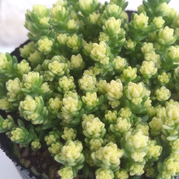 低温期に黄色く色づく多肉植物観葉植物/セダム：アクレアウレウム2-2.5号ポット冬に黄色く色づく人気の品種。先端の黄緑色のグラデーションがさわやかな印象のセダムです。高温と低温の環境は好まないので、真夏の直射日光は避けるようにし、真冬も霜に...