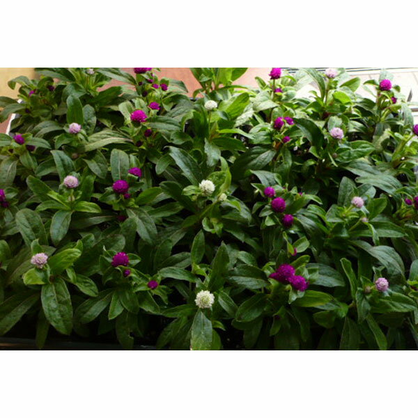 花壇や鉢植えに 夏の草花草花の苗/[送料無料]矮性千日紅おまかせ花色ミックス3号 28株セットボンボンのようなわい性千日紅。夏の高温多湿に強く、強健でたくさんの花を咲かせます。花壇、鉢花、切花、ドライフラワーに最適です。夏花壇におすすめです...