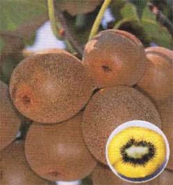 黄肉系早生品種 キウイフルーツ・キウイ苗木果樹の苗/キウイ（メス木）：イエロークイーン4〜5号ポット.果皮は黄色で果肉は薄黄、卵形、果重100g内外、熟期は11月下旬と晩生種です。糖度は約12度〜で、甘くなめらかな果肉です。受粉用雄木として...