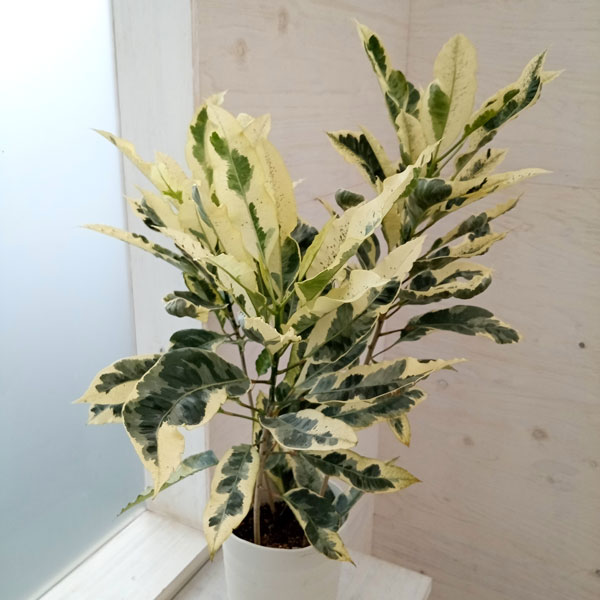 斑入りの美しい観葉植物観葉植物/クロトン：タマラ 6号鉢植え生産者がタイにいって厳選してきた株を、さらに選抜して仕上げてこだわりの一品。東南アジアに自生する常緑性の低木クロトン。お部屋に飾ると南国の雰囲気たっぷりです。学名Codiaeum ...