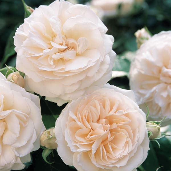 繰り返しよく咲くシュラブローズ バラ苗バラの苗/ハークネスローズ：パーキー大苗3.5号ロングポットハークネスローズ社はガーデンローズ、特にフロリバンダの育種では国際的に評価の高い英国の伝統ある育種会社です。パーキーはアイボリーを含むソフトパ...