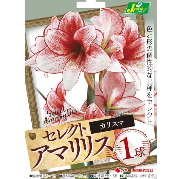 ユニークな色合いのアマリリスの球根球根/アマリリス：カリスマ 1球入り春咲きの球根植物の王様と言われるアマリリス。特徴のある色合いの品種シリーズです。切り花や花壇で美しい色合いをお楽しみください。タイプ：ヒガンバナ科の半耐寒性球根植物植付け...