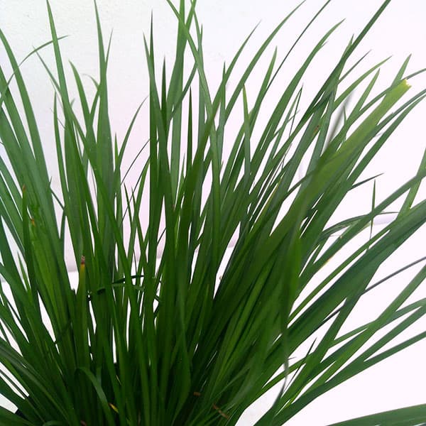 丈夫な下草 常緑多年草草花の苗/セキショウ3-3.5号ポット 2株セットセキショウはサトイモ科の多年草です。和風庭園に古くから利用され、水辺の植栽、花壇の縁取りなどに使います。斑入葉と共に植付けアクセントにもなります。春には細長い穂状の花が...