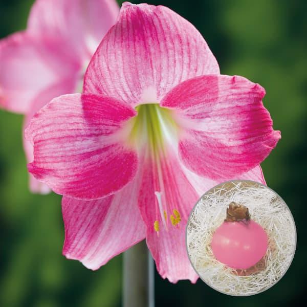 水やり不要！そのまま開花する室内用アマリリス球根/アマリリス：メイクアップアマリリス・桃色室内で開花までの過程を楽しめるメイクアップ・アマリリス。ポップなカラーに色付けさせたアマリリスの球根を室内に置いておくだけで、水やり一切不要で花を咲か...