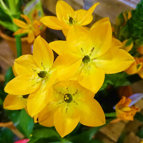 鮮やかな色の花を咲かせる球根植物オーニソガラム：イエロー4号鉢植えオーニソガラムはとても珍しくかわいい球根植物。春先に鮮やかな黄色の花を咲かせます。人気のコンテナガーデンにうってつけです。原種の趣きと珍しさで、誰もが不思議がる、そんな花です...