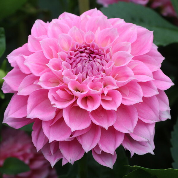 小型 秋田国際ダリア園球根/ダリアの球根：（小輪）花音（かのん）1球日本最大のダリア園「秋田国際ダリア園」から出荷された良質の球根です。いずれの球根も秋田国際ダリア園の代表であり著名な育種家でもある鷲澤氏のおすすめ品種です。花型フォーマルデ...