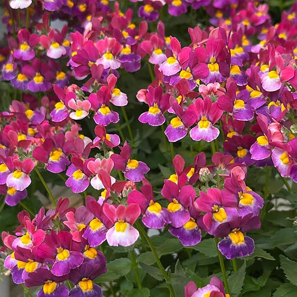 冬の花壇や鉢植えに・芳香が楽しめ耐寒性が強い！草花の苗/ネメシア：メーテル　アンナ3.5号ポット 6株セット宿根草と1年草のネメシアから生まれた耐寒性の強いネメシア。カラフルさと気品ある色合いと甘い香りが特徴で多花性に優れています。初心者の...