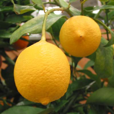 耐寒性のある人気品種 柑橘・かんきつ類苗木果樹の苗/レモン：リスボンレモン3号ポットレモンは爽やかな酸味のある実をつけるかんきつ類です。緑のつやのある葉を茂らせ、白い芳香花を咲かせ、明るいレモンイエローの実をつけ、家庭果樹、観賞樹として人気...