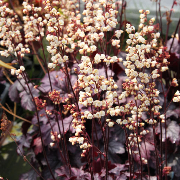 ウィンターセール パープル系・中型種 メタリックな紫銅葉に白い花・秋冬は紅葉も楽しめる草花の苗/ヒューケラ：シャンハイ3-3.5号ポット★入荷から日数が経ったためセール価格となりました。商品の状態は画像と異なる場合があります。★シャンハイは...