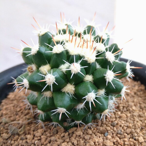 多肉植物観葉植物/マミラリア：エイクラミー　3号鉢植えマミラリアは丸い形と柔らかなとげが特徴のサボテンの仲間です。トゲは触ってもあまり痛くありません。愛らしい花も楽しめる人気品種。学名. Mammillaria タイプ：サボテン科マミラリア...