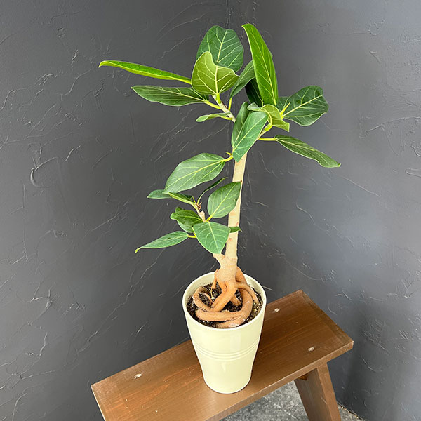 ゴムの木 観葉植物 ゴムノキ フィカス観葉植物/フィカス：ベンガレンシス（根上仕立て） 5号鉢植え*面白い朴仕立てのベンガレンシスです。フィカス・ベンガレンシス・オードリーは観葉植物として人気の高い「ゴムの木」の仲間です。ベンガル菩提樹（ベ...