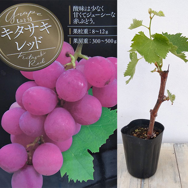 果樹の苗/ブドウ：キタサキレッド挿木苗3.5号ポット糖度が高くて非常に甘く、酸味は少ないジューシーな赤ブドウ品種です。タイプブドウ科の耐寒性落葉樹（つる性）果皮色赤紫色果粒重約8〜12g果房重300〜500g糖度19〜22度成熟期9月上旬〜...