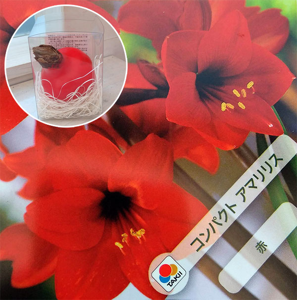 水やり不要！そのまま開花する室内用アマリリス球根/アマリリス：メイクアップアマリリス・赤色室内で開花までの過程を楽しめるメイクアップ・アマリリス。ポップなカラーに色付けさせたアマリリスの球根を室内に置いておくだけで、水やり一切不要で花を咲か...