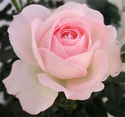 愛らしいピンクのポットローズミニバラ：オプティマチュチュ3.5号ポット 4個セットとても愛らしいミニバラ・オプティマチュチュ。花径3〜5cm程のミニバラで、淡いピンク系の花弁に中心部は黄色のタイプ。香りはありませんが、とても花付きの良い四季...