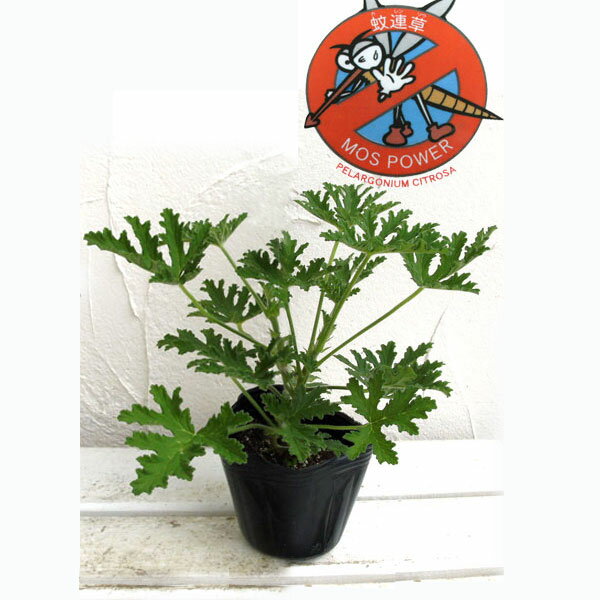 人気の虫よけ植物 ニオイゼラニウムの仲間ハーブの苗/蚊連草(蚊よけ植物かれんそう）3号ポット*** 6株セット夏の蚊よけに、話題の蚊よけ植物です。夏は蚊が多くてお庭に出られない、…という方はぜひお試しください。蚊連草は遺伝学者ファンリーニ氏...