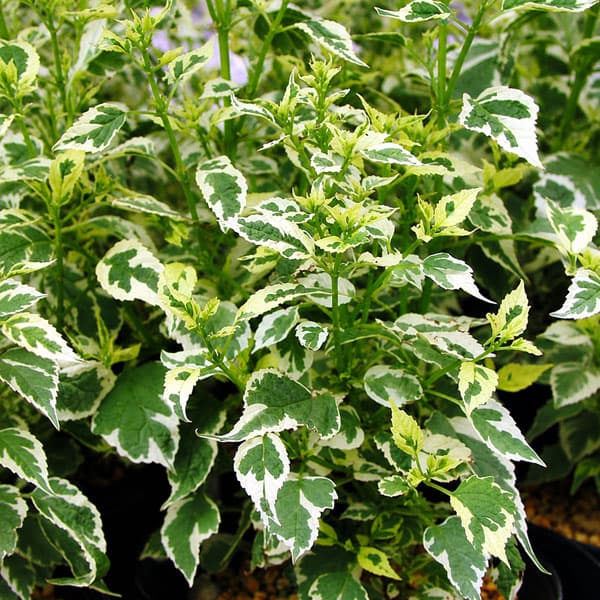 8月〜9月開花 美しい斑入葉の宿根草 雁金草 初秋の茶花・切花に山野草の苗/カリガネソウ：斑入りカリガネソウ2.5-3.5号ポットカリガネソウは晩夏から初秋にかけて、風変わりな形の花を咲かせる山野草です。ユニークな形の花の長く突き出したしべ...