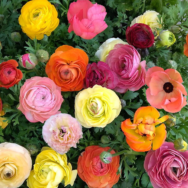 うえたオリジナルのアンティーク系カラー！草花の苗/[送料無料]ラナンキュラス：エトワール花色アソート3.5号ポット 24株セットシックな色合いの八重の花。エトワールは高知県のうえたさんオリジナルのラナンキュラスです。鮮やかな花色が多いラナン...