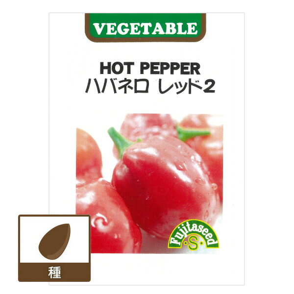 タネ・小袋 激辛とうがらし 春まきトウガラシ（唐辛子）：ハバネロ レッド2 の種[野菜タネ]ハバネロは衝撃的な辛さとフルーティな香りが特徴の激辛とうがらしです。ピクルス等の辛み付け、サルサソーズやディップ、タレなどの辛いソースの辛み付けにご...