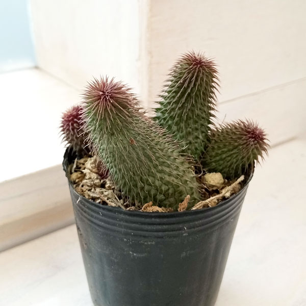 面白い花を咲かせる多肉植物観葉植物/フェルニア　ビランシー　2号ポットピランシーは成長期の夏に子吹きして群生します。そして秋の始まり頃に斑点をもつヒトデのようなガガイモ科特有の花が咲きます。休眠期の冬は細根が枯死しない程度に間隔をあけて少量...