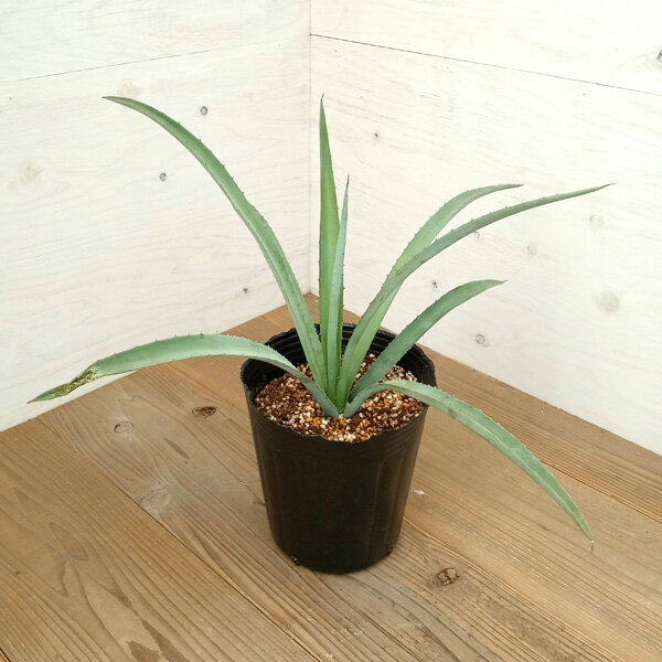 観葉スペシャルセール 多肉植物観葉植物/アガベ：アメリカーナ オアハケンシス 7号耐寒性もありドライガーデンで人気の品種、アガベ：アメリカーナです。アガベはリュウゼツランと同じアガベ属の多年草で、品種は数百種あり、一部は繊維やテキーラの材料...
