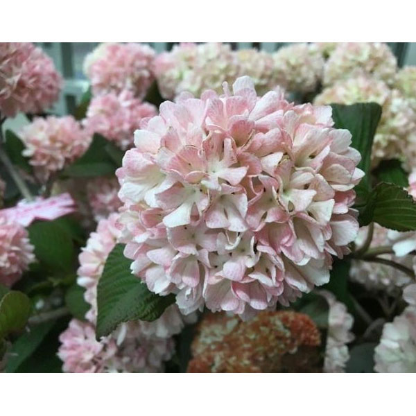 花木 庭木の苗/オオデマリ（ビバーナム）：ピンク6号鉢植え[5月頃に開花 花付き抜群の品種！淡いピンクの手毬花がきれいな花木]ピンクオオデマリはアジサイを小型にしたようなボール型のライトピンクの花を咲かせる花木です。花付きがよく、たくさんの...