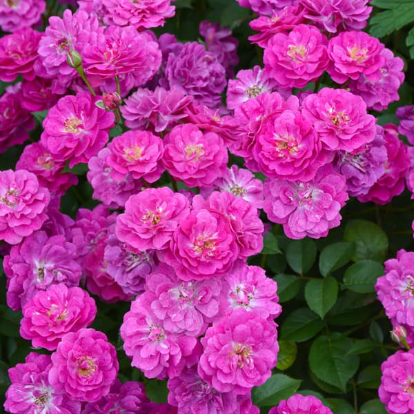 河本バラ園作出 ミニバラバラの苗/ポリアンサローズ：ヴィル・ナタール新苗4号鉢植え鮮やかでシックな赤紫の小さな花をたくさん咲かせ、繰り返し良く咲くナチュラルな雰囲気のバラ。温かみのある花色はどこか故郷を感じさせ、フランス語で「ヴィル・ナター...